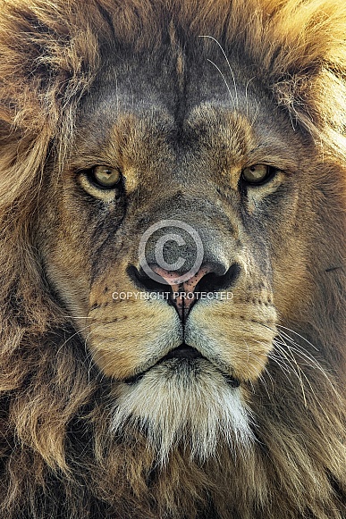 Male Lion Portrait – Wildlife Reference Photos for Artists