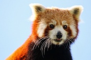 Bears / Giant Pandas / Red Pandas – Wildlife Reference Photos for Artists