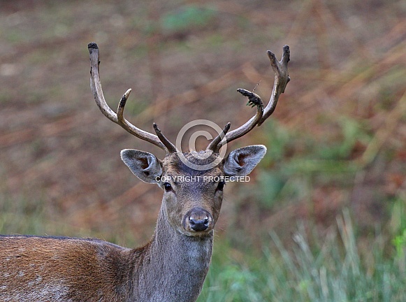 Fallow Deer – Wildlife Reference Photos for Artists