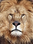 Wildlife Reference Photos for Artists