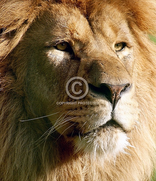 Lion Portrait – Wildlife Reference Photos for Artists