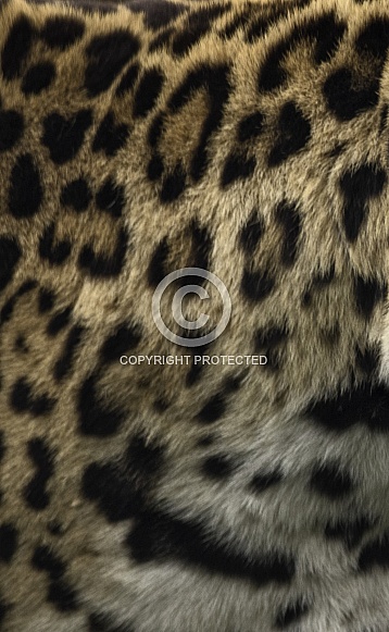 Jaguar Print Pattern – Wildlife Reference Photos for Artists
