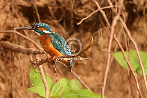 Wildlife Reference Photos for Artists