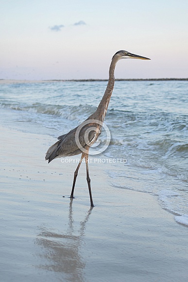 Wildlife Reference Photos for Artists