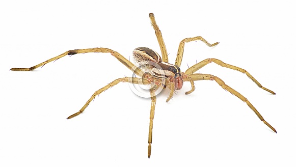 wolf spider white background