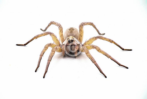 wolf spider white background