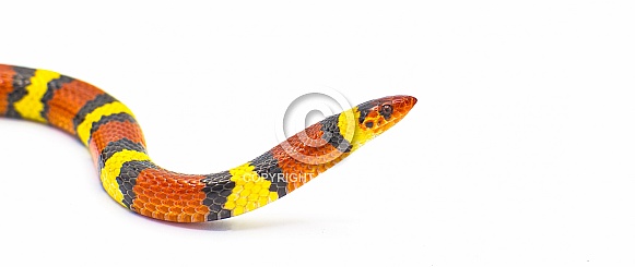 how to draw a scarlet king snake