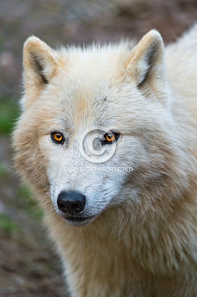 Wildlife Reference Photos for Artists