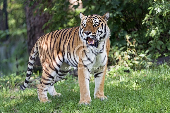 Wildlife Reference Photos for Artists