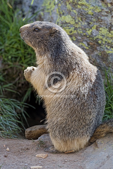 Wildlife Reference Photos for Artists