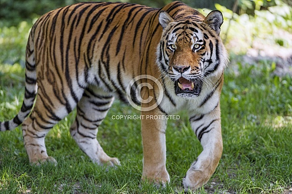 Wildlife Reference Photos for Artists