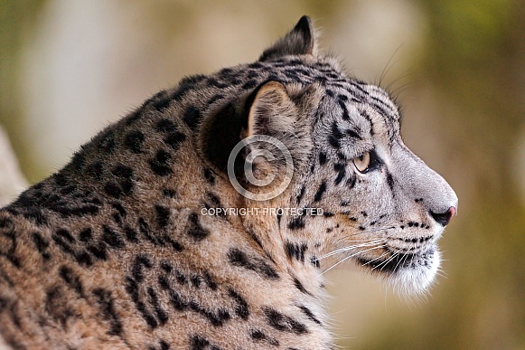 Wildlife Reference Photos for Artists